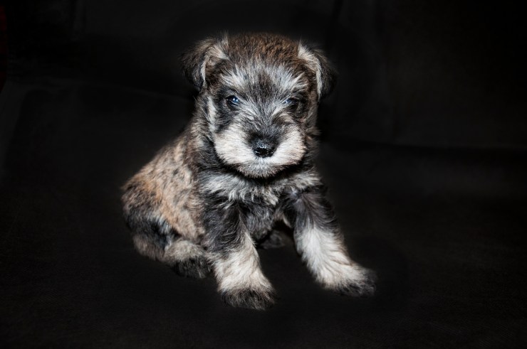 Photo Gallery – Ellie's Mini Schnauzers