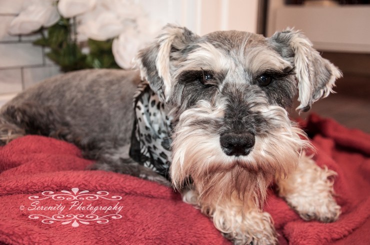Photo Gallery – Ellie's Mini Schnauzers